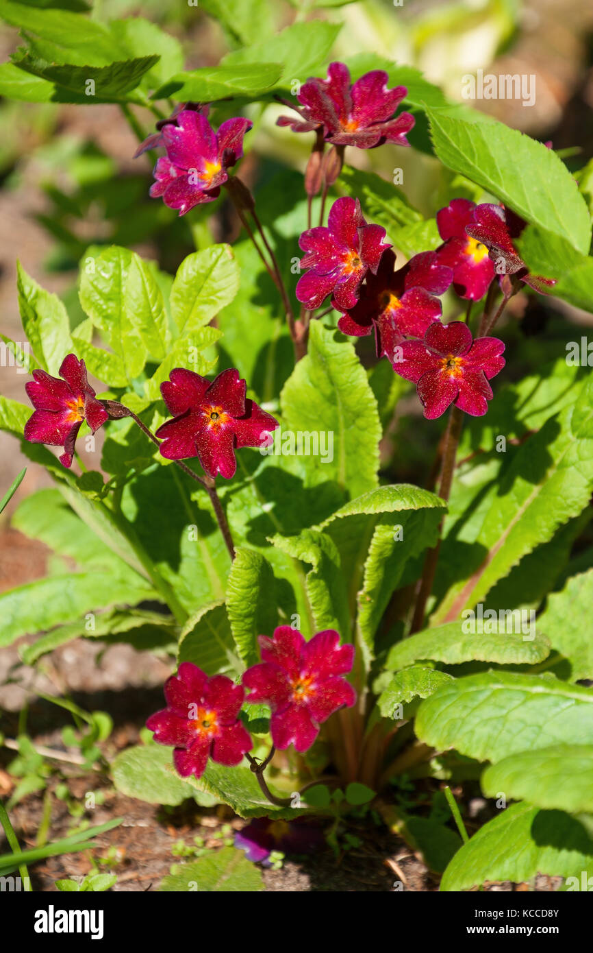 Blooming primrose on a bed in a Sunny spring day Stock Photo - Alamy