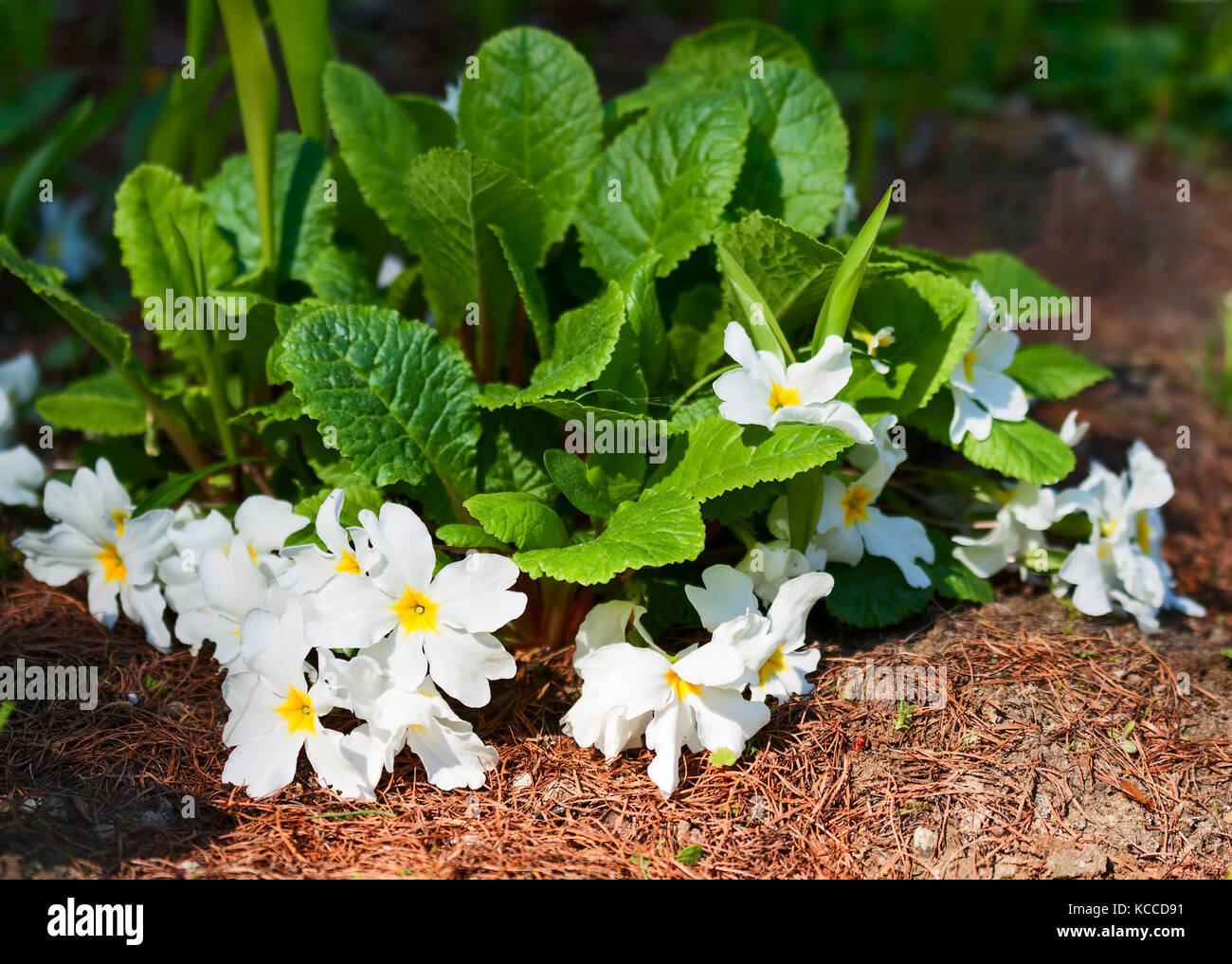 Blooming primrose with large white flowers in the flowerbed Stock Photo ...