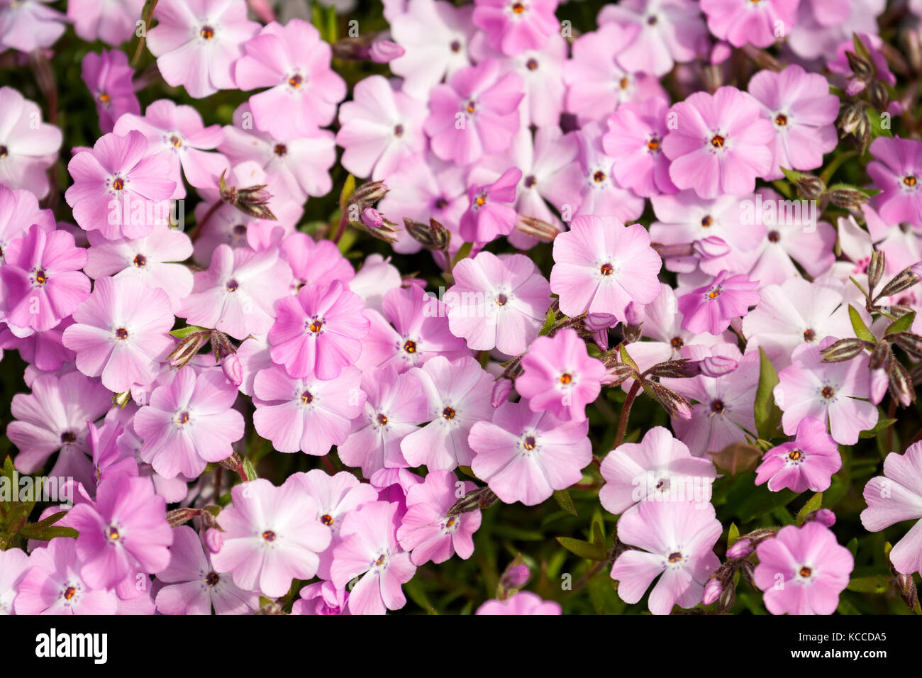 Floral background. Pink moss flox close-up (Phlox subulata Stock Photo ...