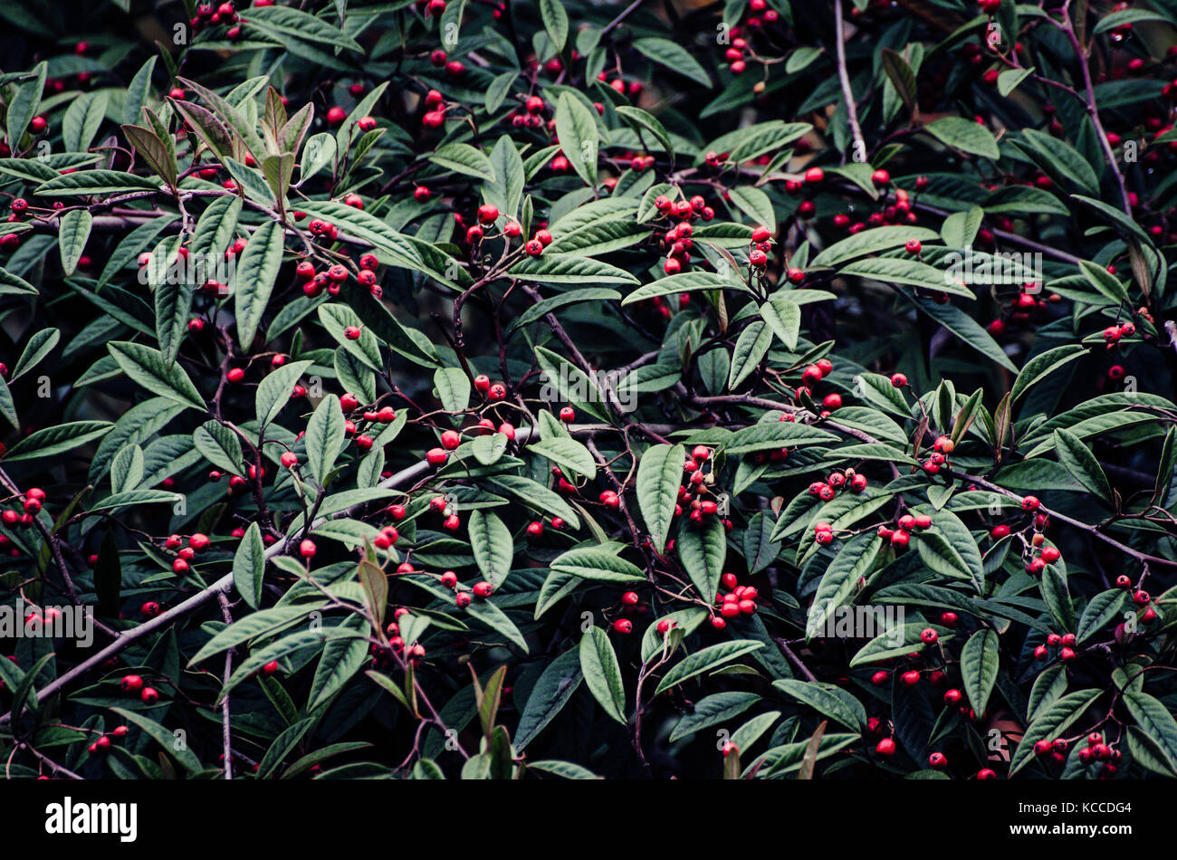 Autumn berries texture Stock Photo - Alamy