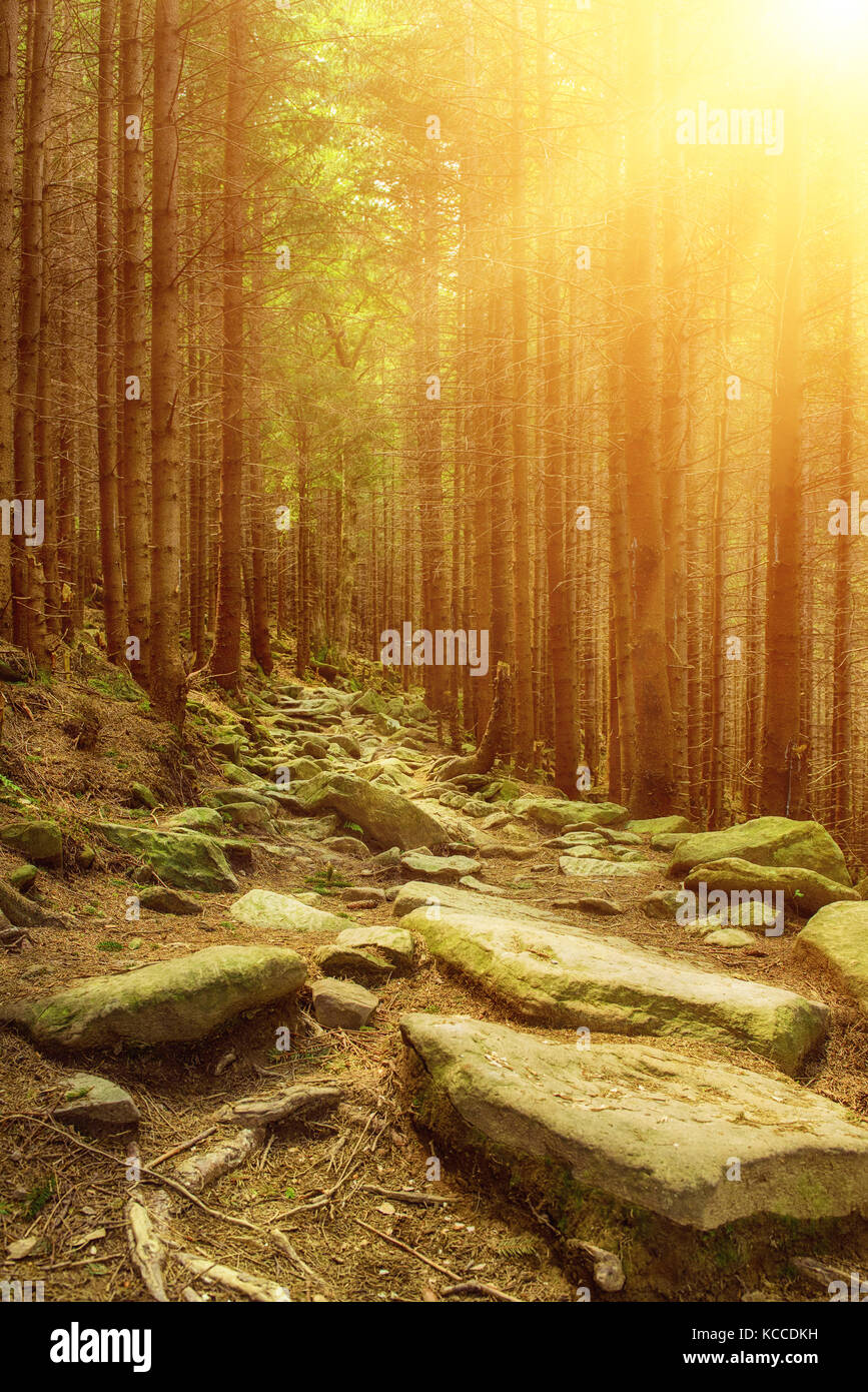 North scandinavian forest Stock Photo - Alamy
