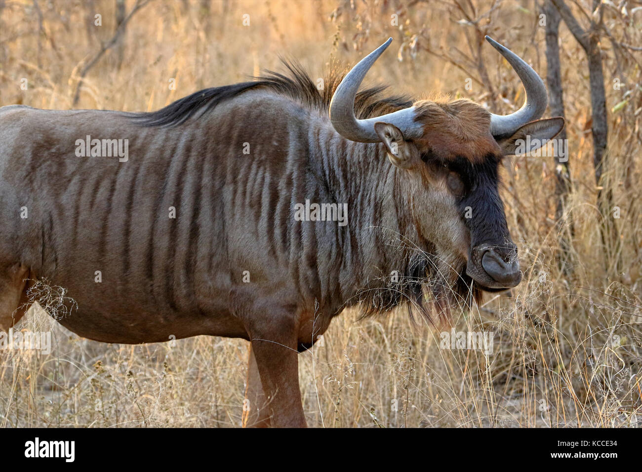 Gnu front hi-res stock photography and images - Alamy
