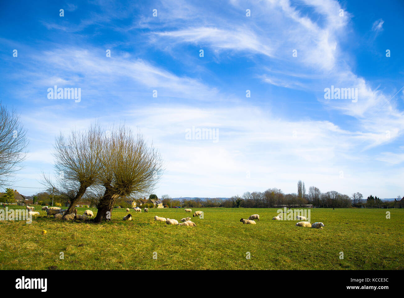 Sheep grazing on village common at Broughton Gifford in Wiltshire ...
