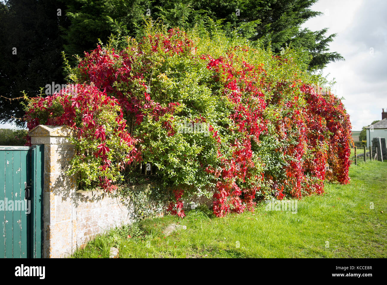 Virginia creeper red leaves hi-res stock photography and images - Alamy