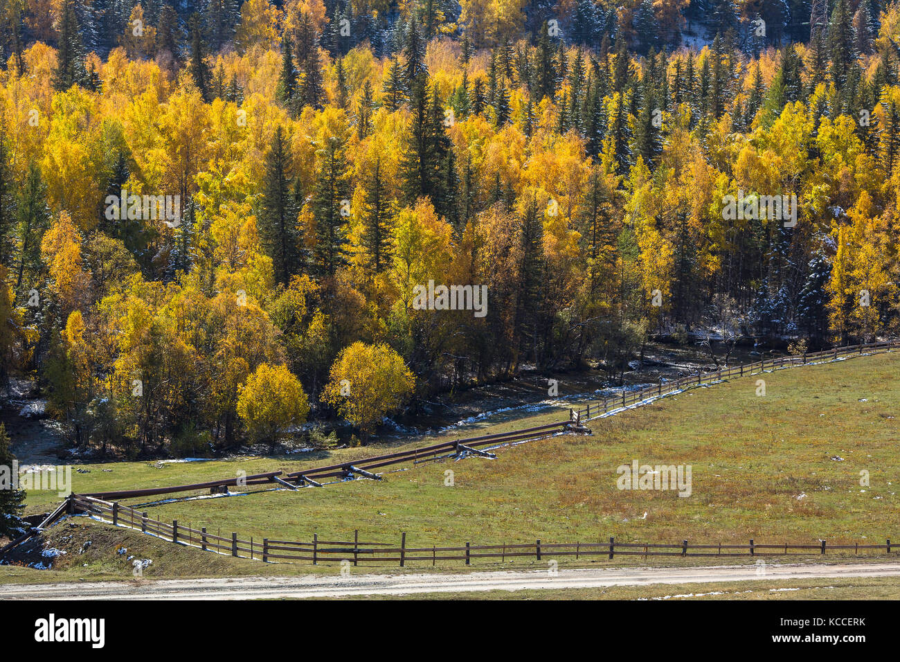 Bright yellow autumn forest in Altai Mountains, Southern Siberia ...