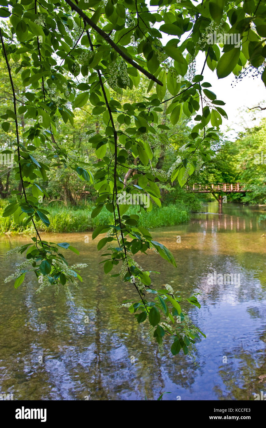 "La Fagiana" natural reserve, Ticino park, Pontevecchio di Magenta ...