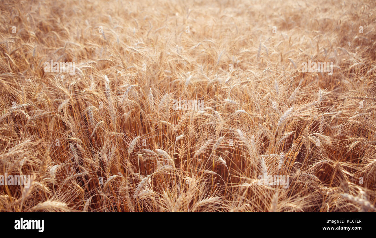 Vintage image of rye field Stock Photo - Alamy