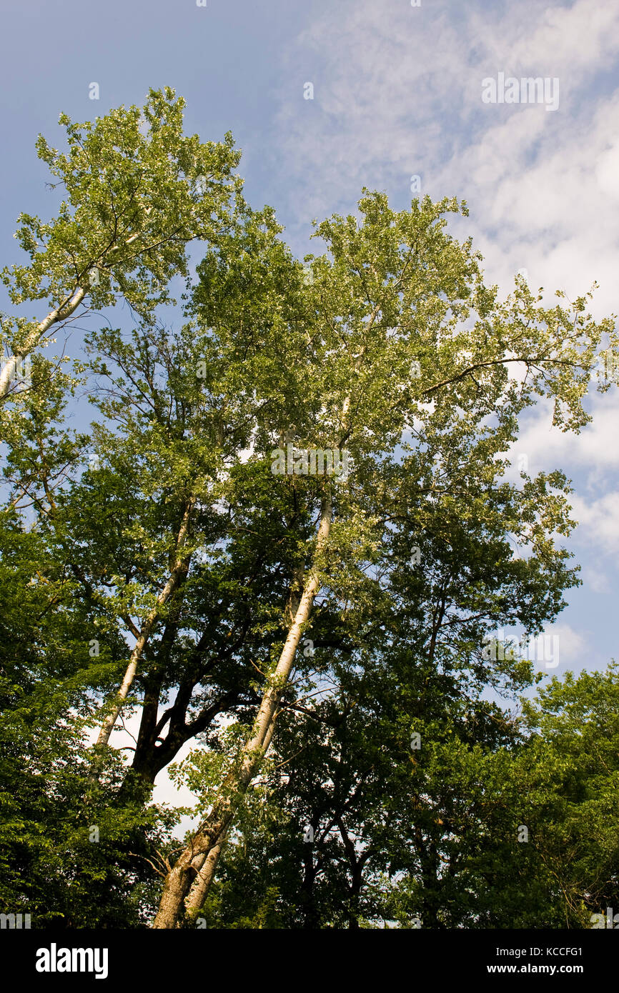 "La Fagiana" natural reserve, Ticino park, Pontevecchio di Magenta ...
