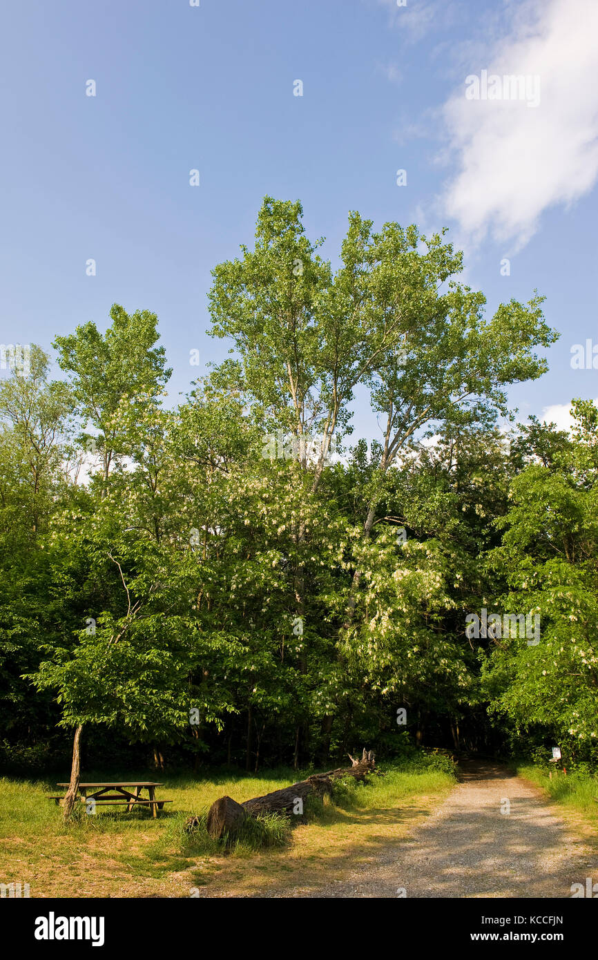 "La Fagiana" natural reserve, Ticino park, Pontevecchio di Magenta ...