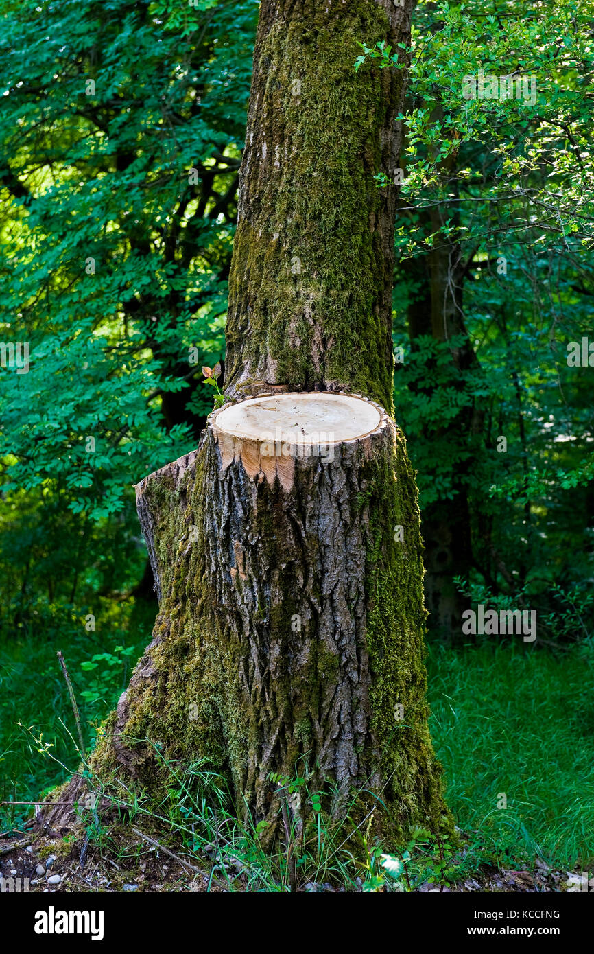 "La Fagiana" natural reserve, Ticino park, Pontevecchio di Magenta ...