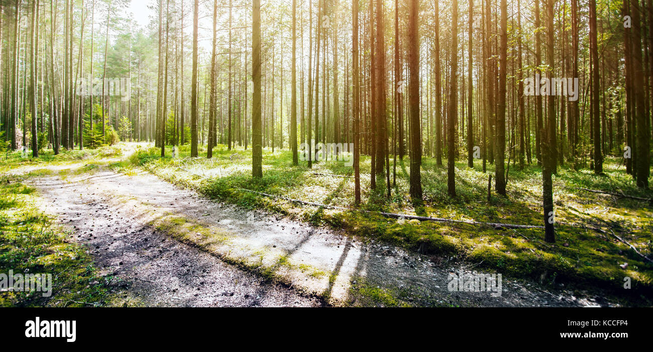 Road in summer forest Stock Photo - Alamy