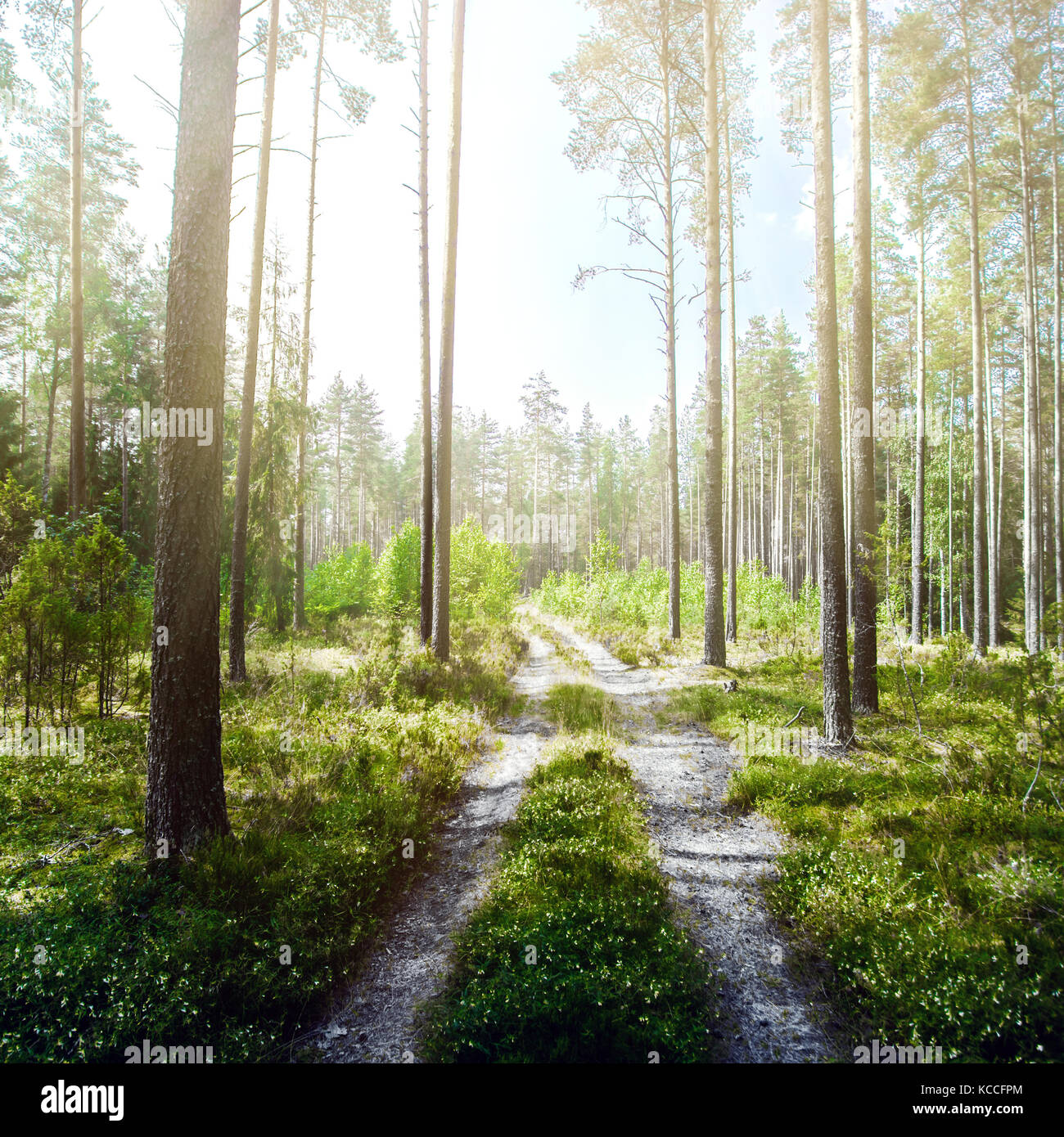 Forest and road Stock Photo - Alamy