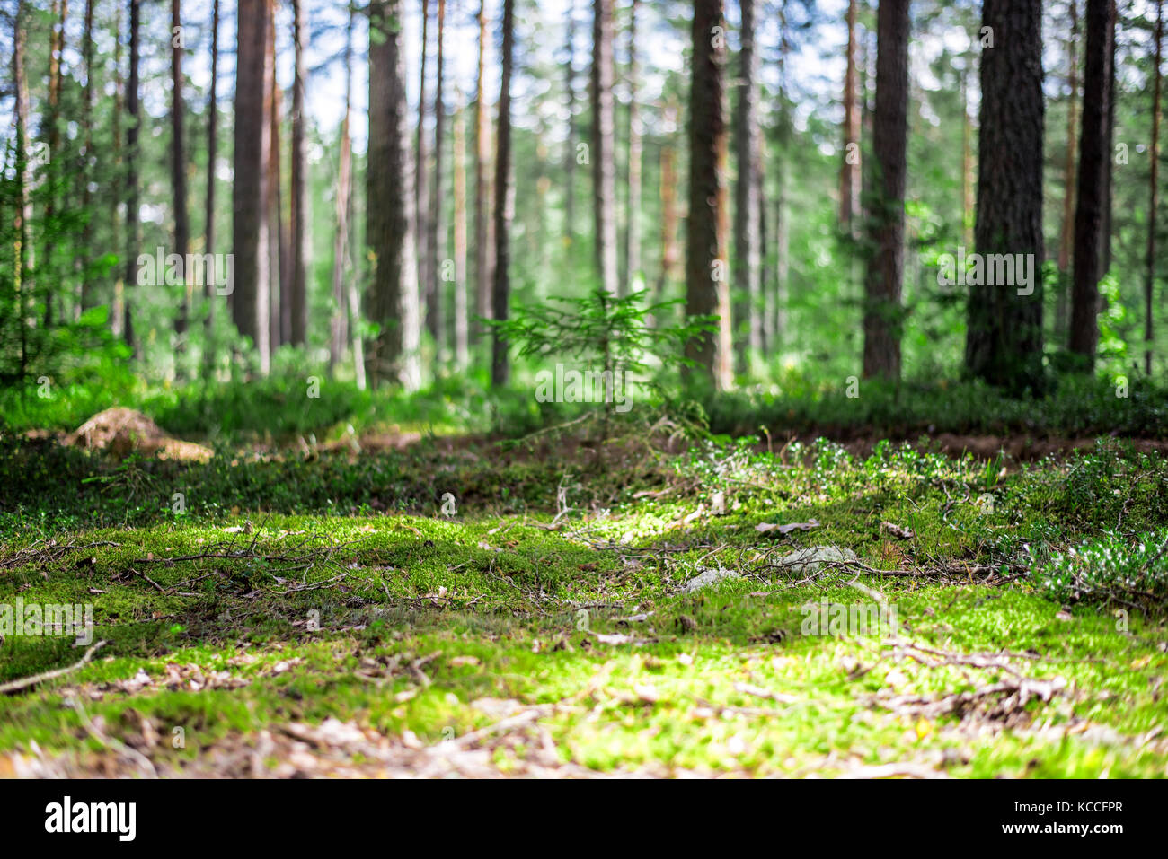 Wild trees in forest Stock Photo - Alamy