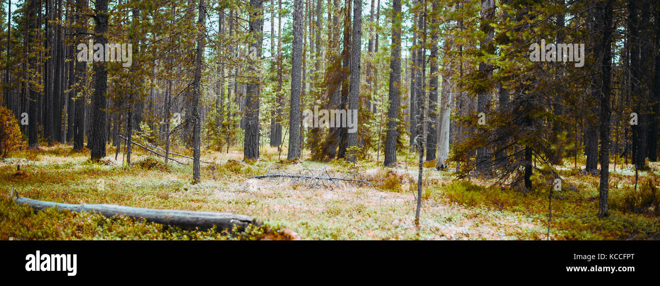 Wild trees in forest Stock Photo - Alamy