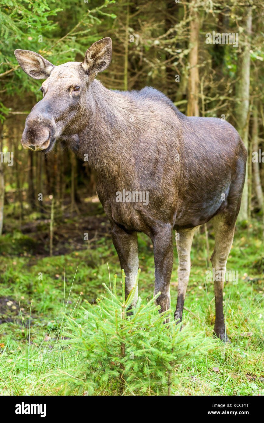 Cow moose in glade hi-res stock photography and images - Alamy