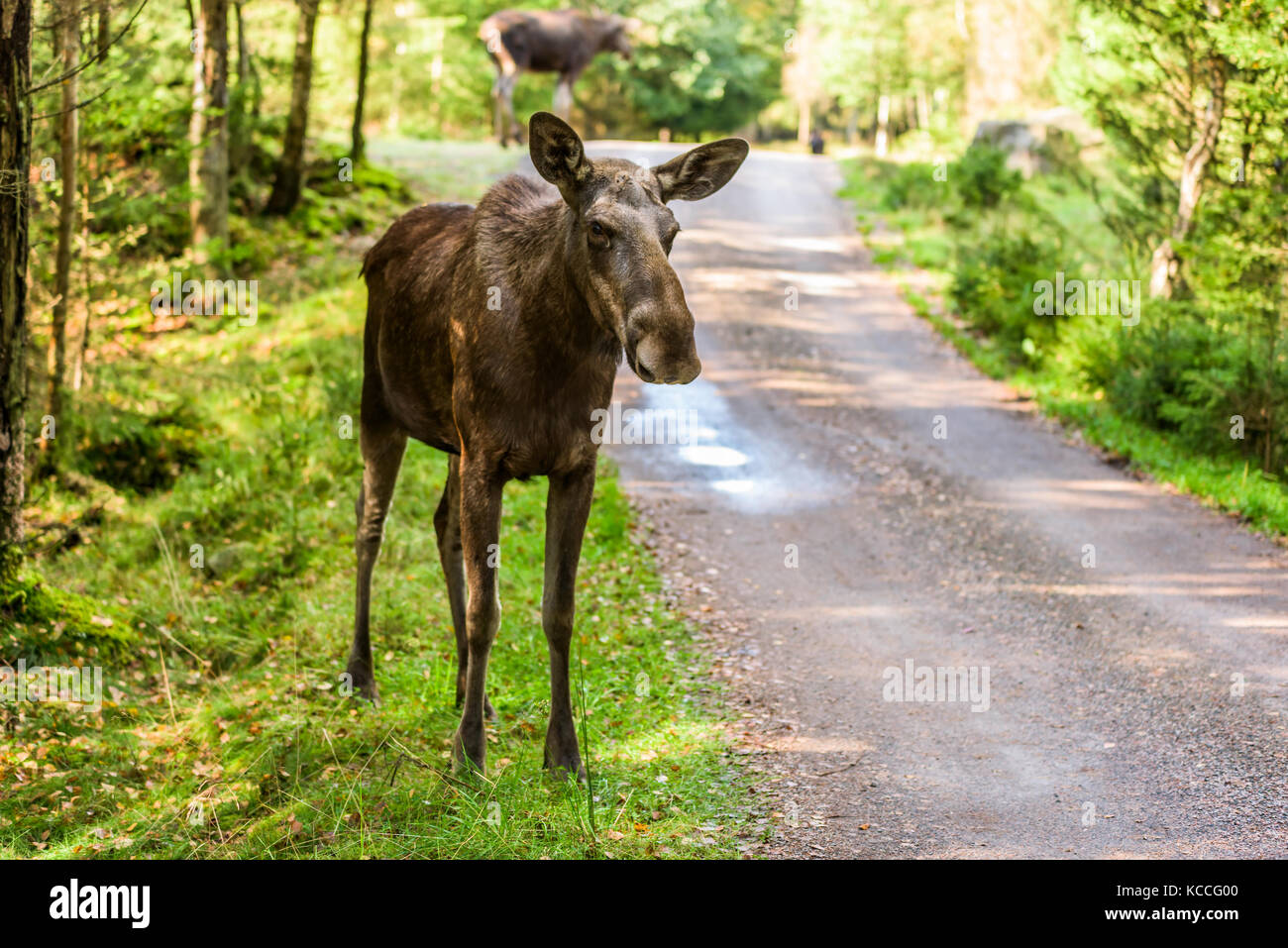 Young moose standing beside a country road in a forest Stock Photo - Alamy