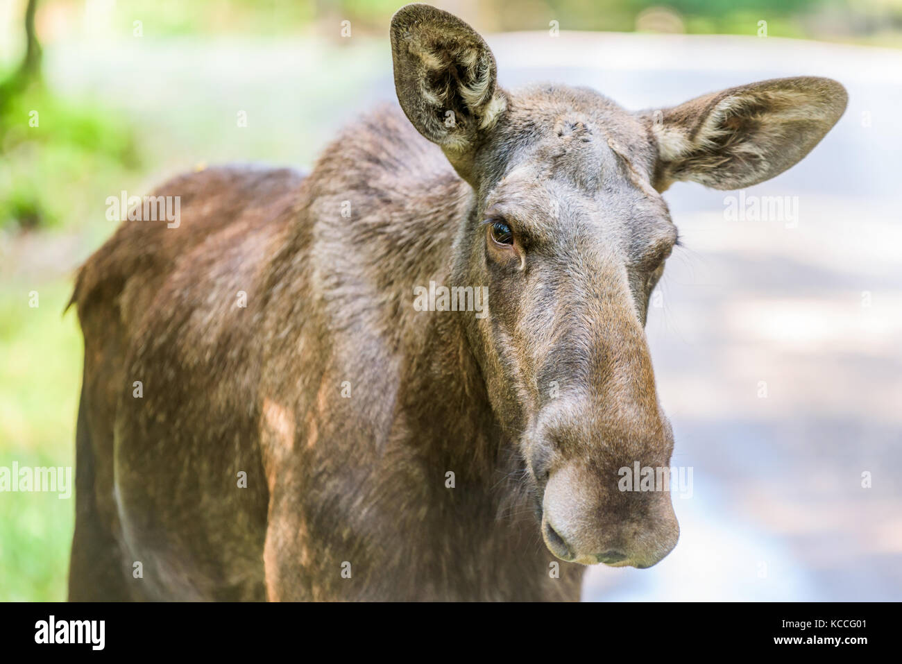 Portrait of young moose standing beside country road Stock Photo - Alamy