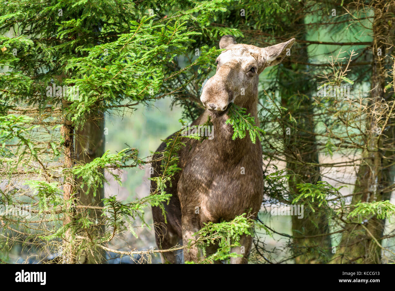 Moose eating twig hi-res stock photography and images - Alamy