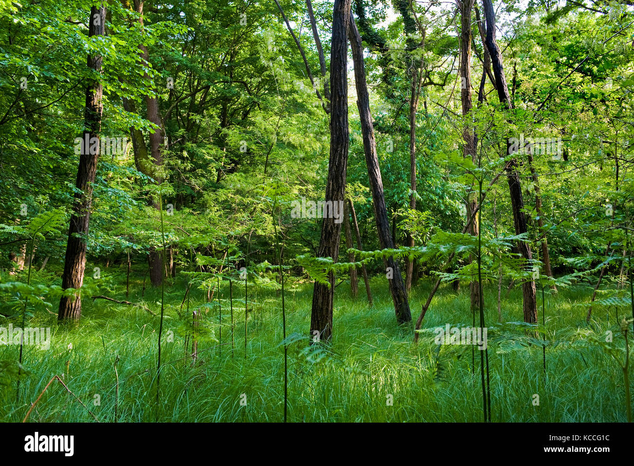 "La Fagiana" natural reserve, Ticino park, Pontevecchio di Magenta ...