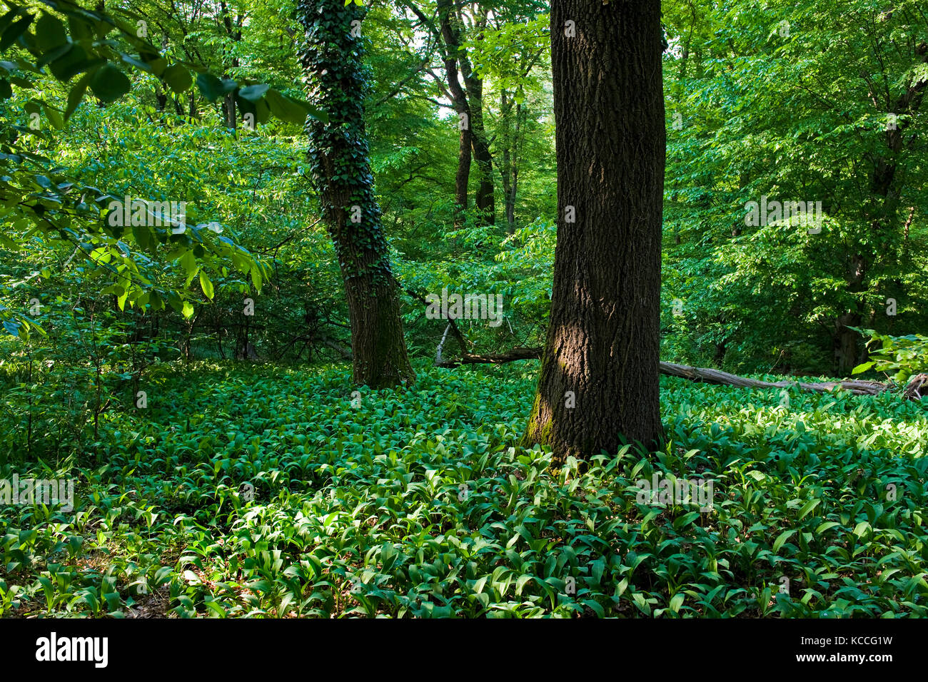 "La Fagiana" natural reserve, Ticino park, Pontevecchio di Magenta ...