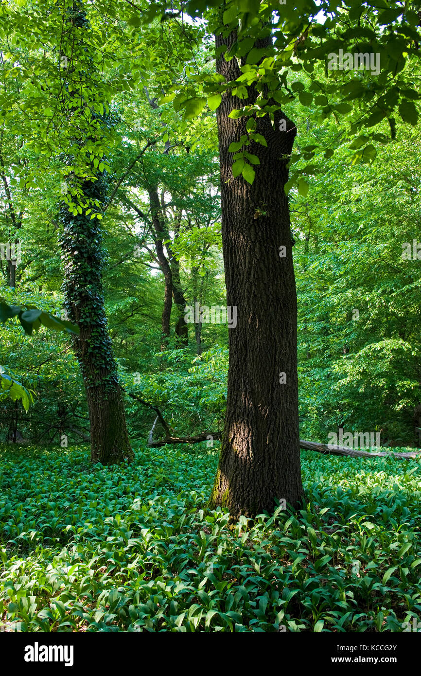 "La Fagiana" natural reserve, Ticino park, Pontevecchio di Magenta ...