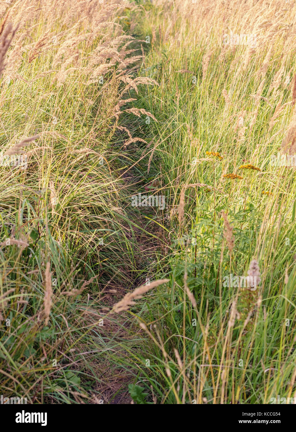 Path in field among grass to fall Stock Photo - Alamy
