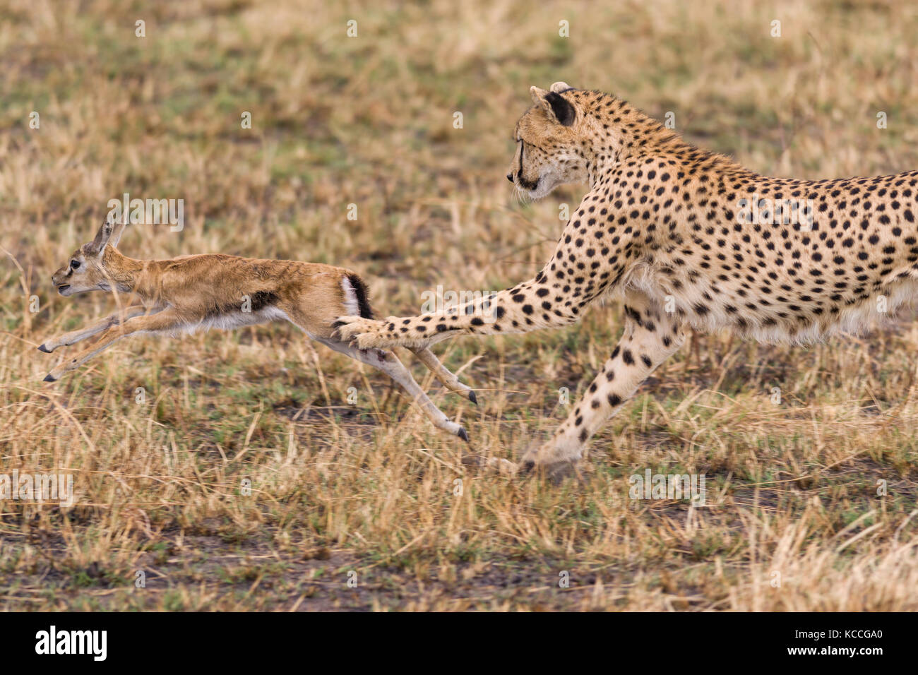 Cheetah chasing gazelle hi-res stock photography and images - Alamy