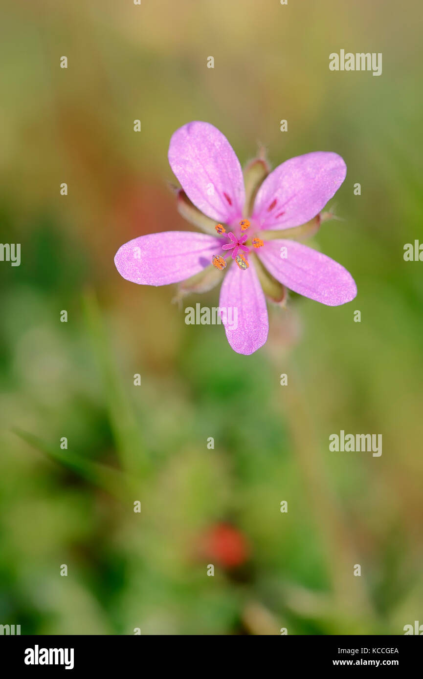Redstem Stork's-bill, Provence, Southern France / (Erodium cicutarium ...