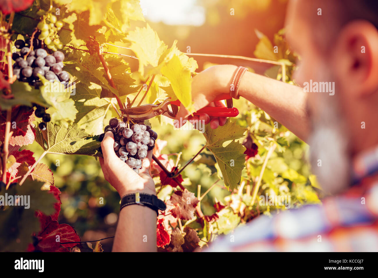 Rear view of a handsome winemaker cutting grapes at a vineyard ...