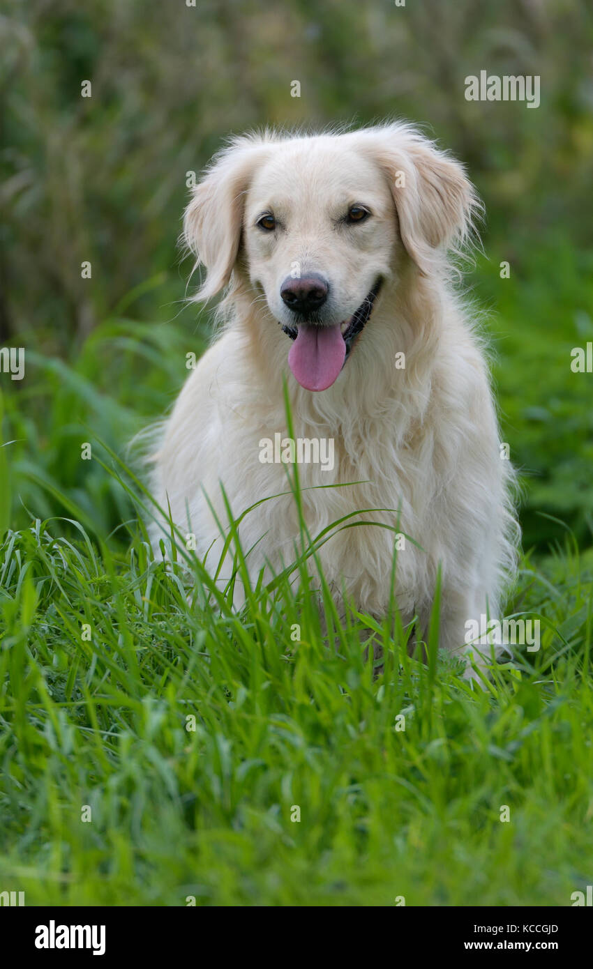 Golden retriever between grass hi-res stock photography and images - Alamy