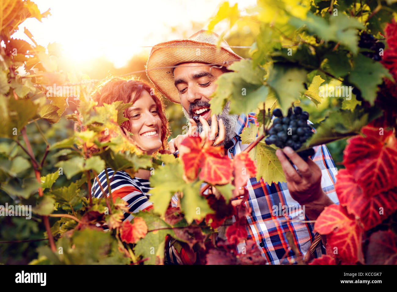 Beautiful smiling couple cutting grapes at a vineyard. They are tasting ...