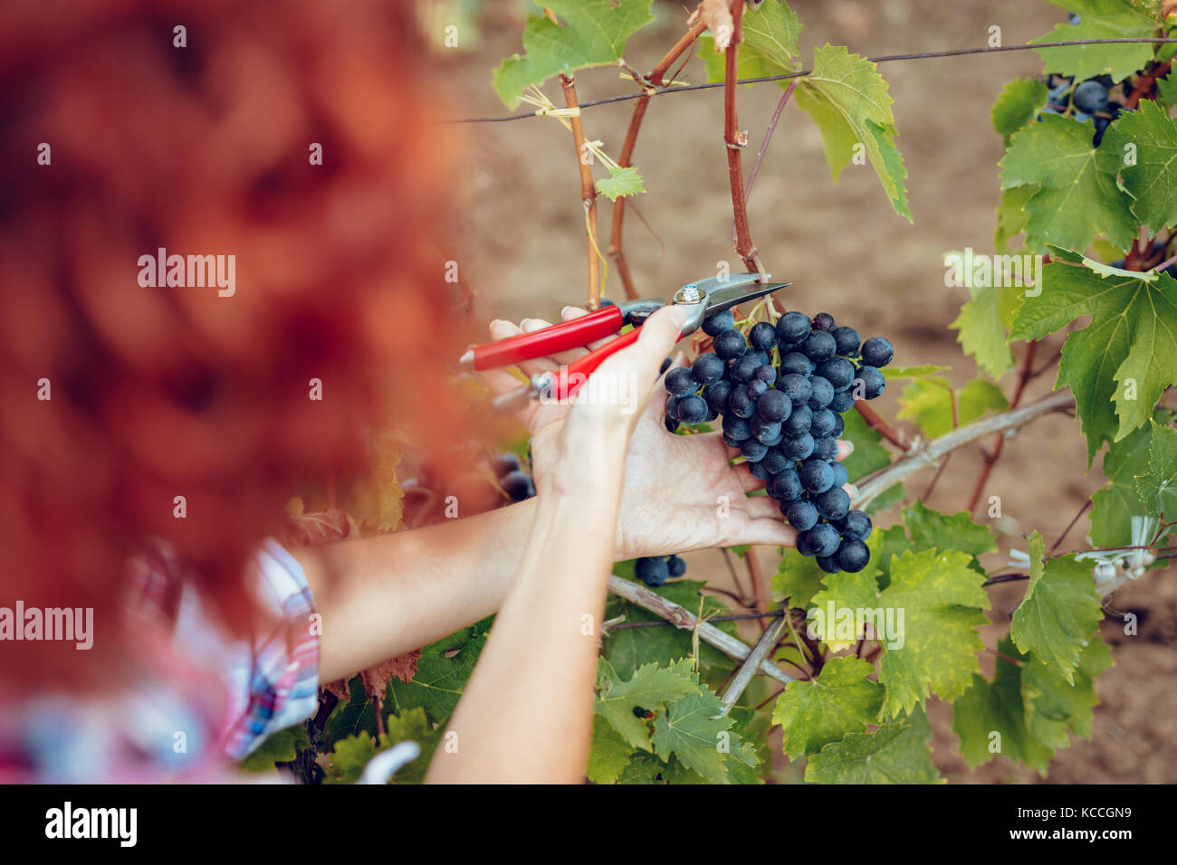 Rear view of a young female winemaker cutting grapes at a vineyard ...