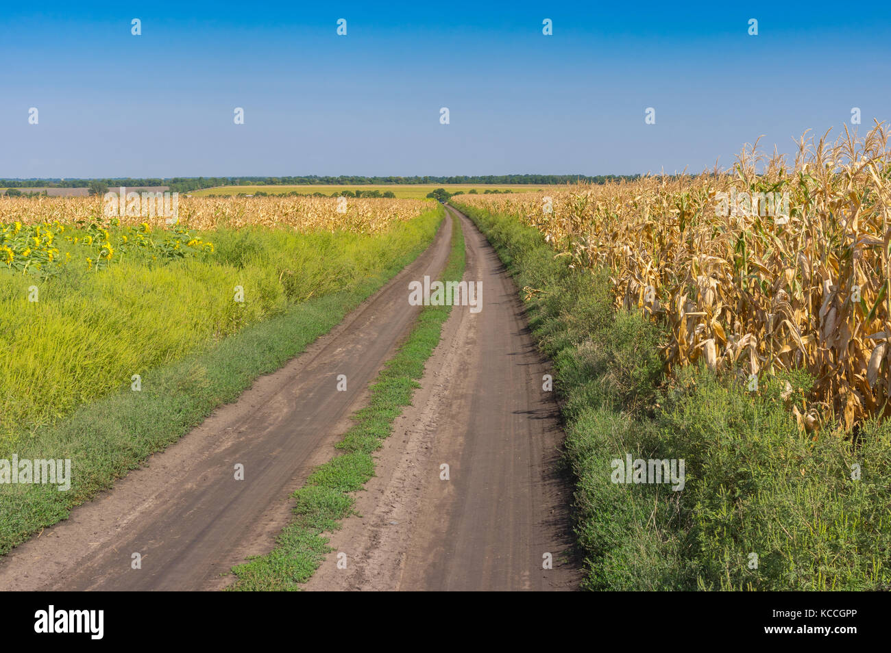 September landscape with an earth road between agricultural field with ...