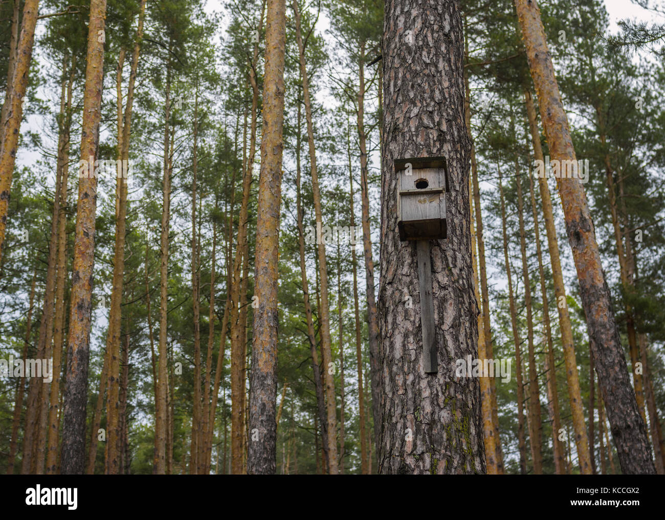 Lonely wooden nest box located on a pine-tree in autumnal forest Stock ...