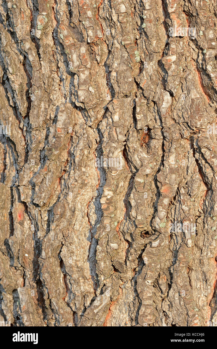 Black Pine, bark, Provence, Southern France / (Pinus nigra ...