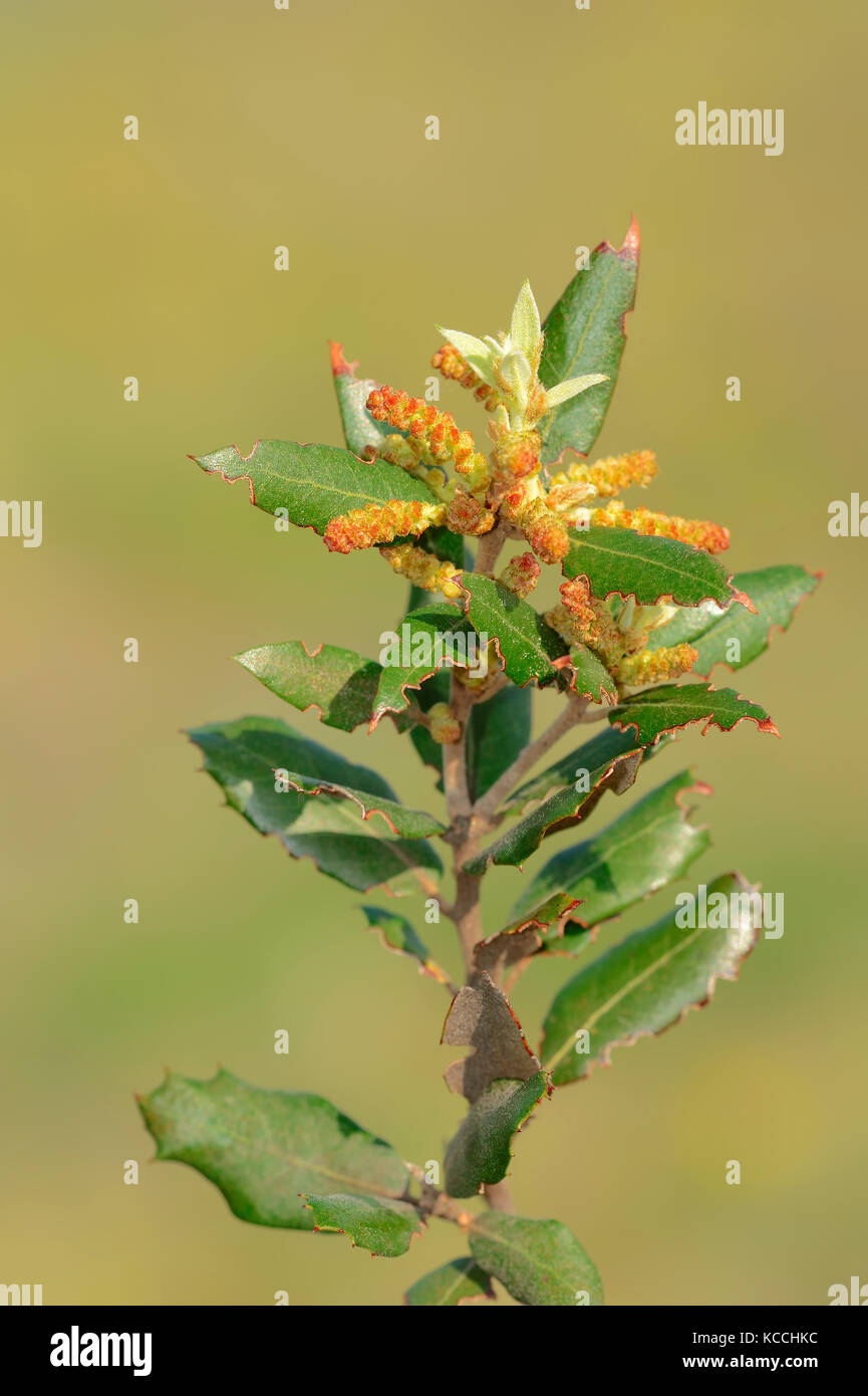 Kermes Oak, flowering, Provence, Southern France / (Quercus coccifera ...