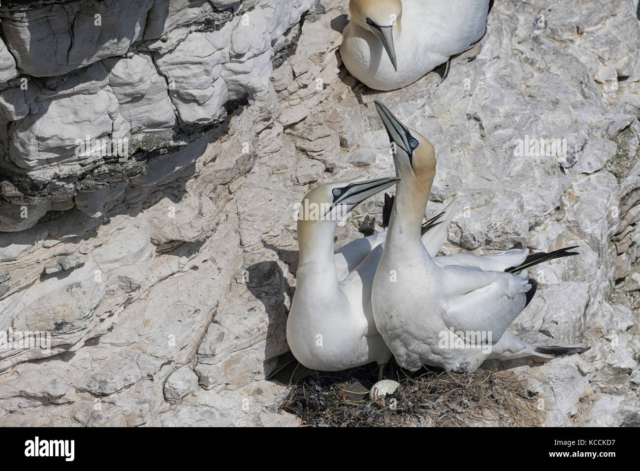 Gannets on Bempton Cliffs, springtime Stock Photo - Alamy
