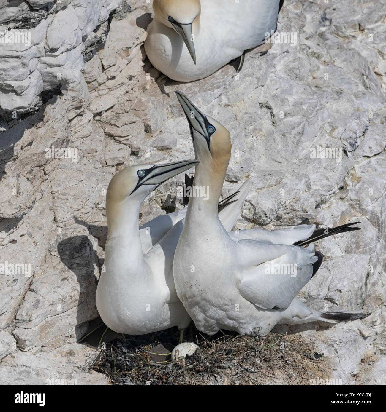 Gannet facial markings hi-res stock photography and images - Alamy