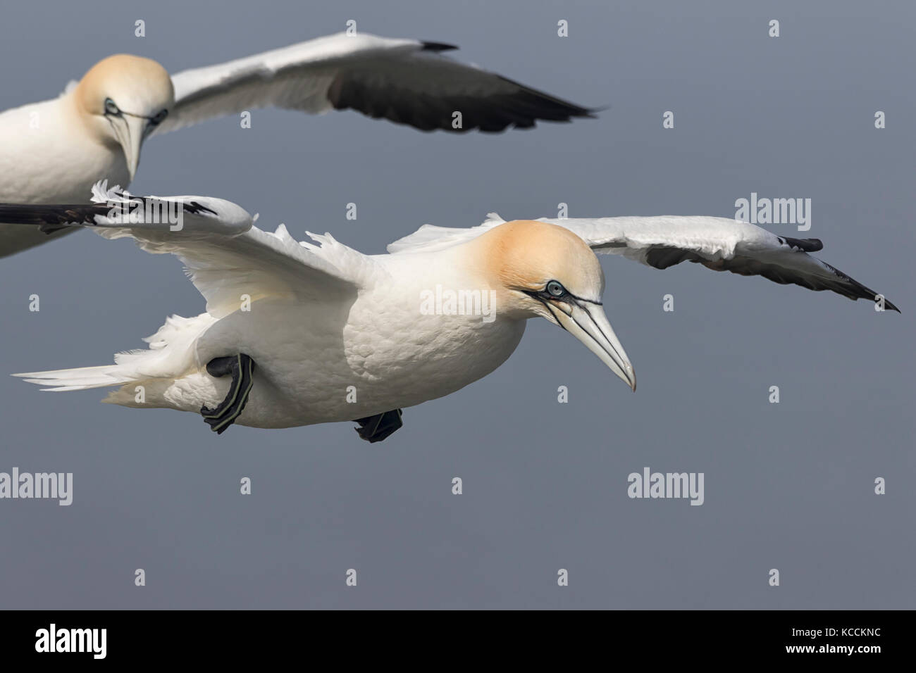 Gannets on Bempton Cliffs, springtime Stock Photo - Alamy