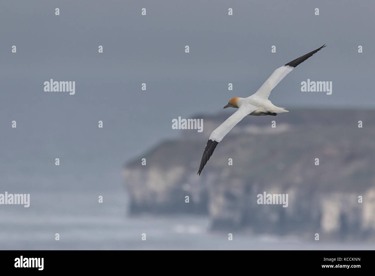 Gannets on Bempton Cliffs, springtime Stock Photo - Alamy
