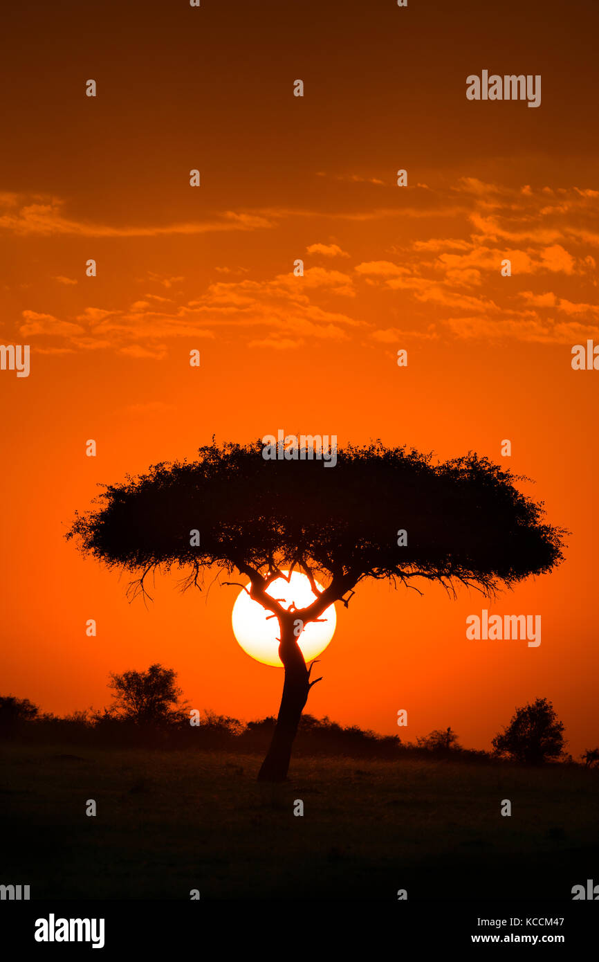 Acacia tree africa hi-res stock photography and images - Alamy