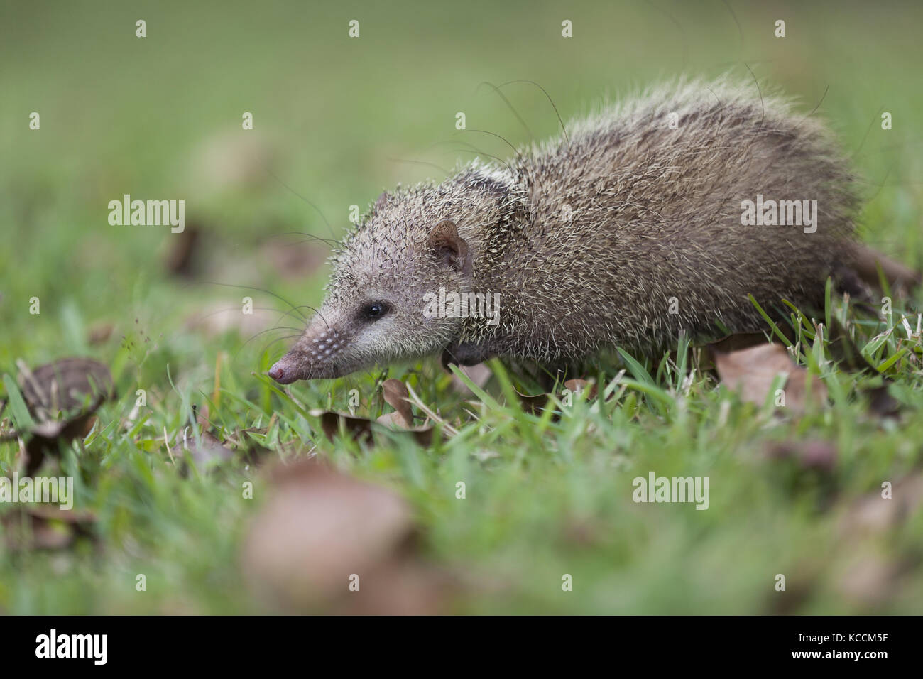 Tenrec in habitat hi-res stock photography and images - Alamy