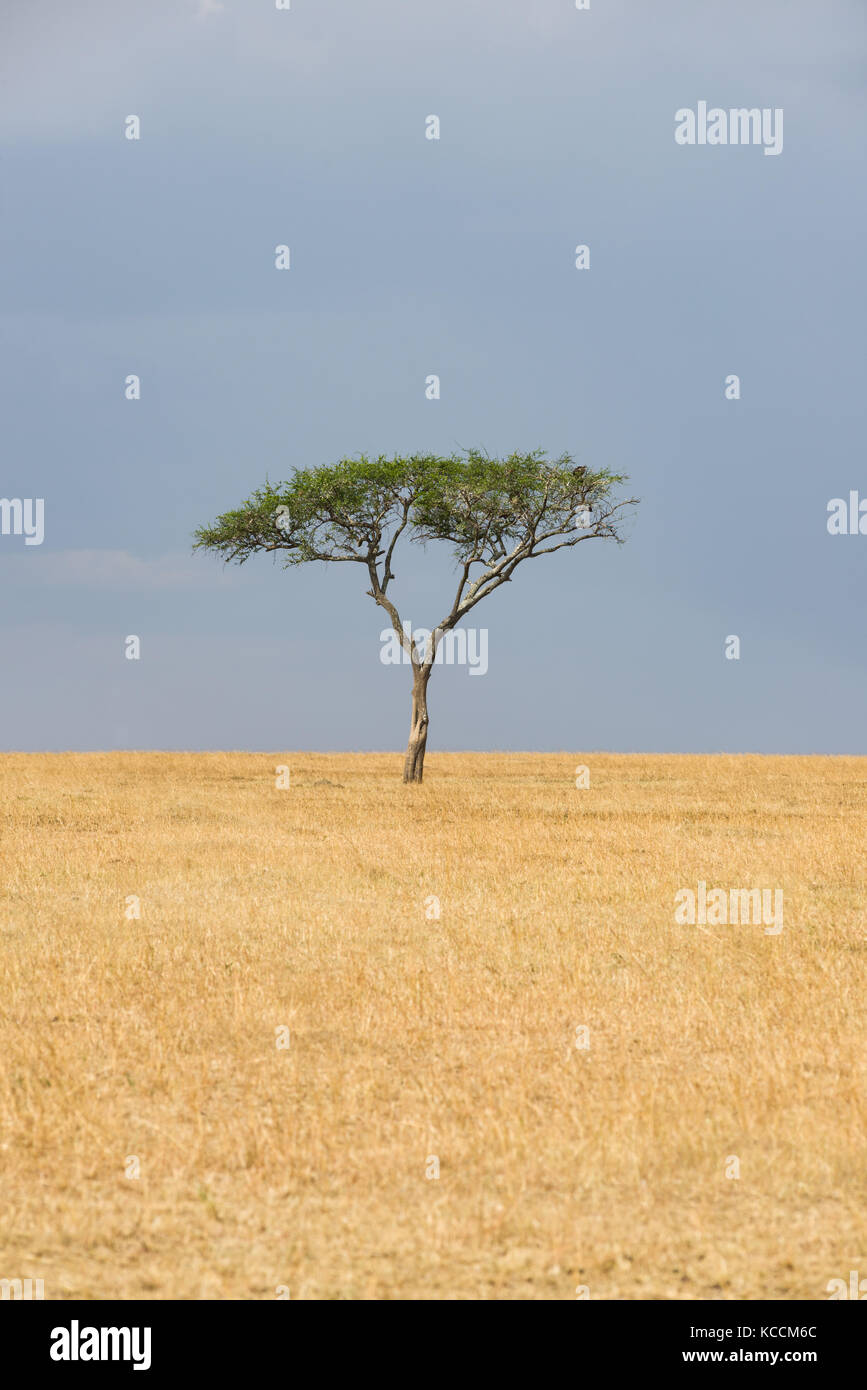 Savanna africa acacia hi-res stock photography and images - Alamy