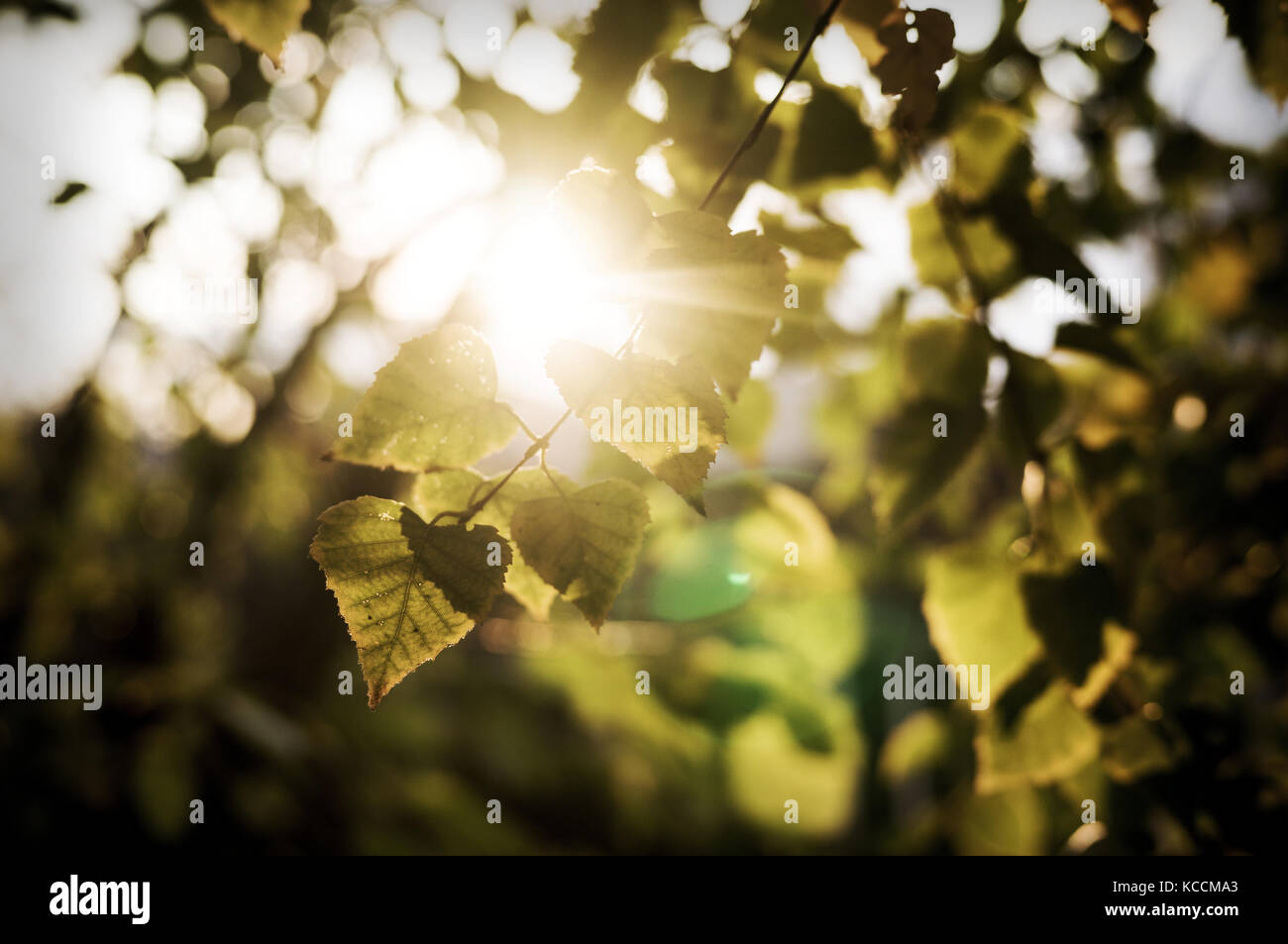 The warm autumn sun shining through the golden canopy of tall beech ...
