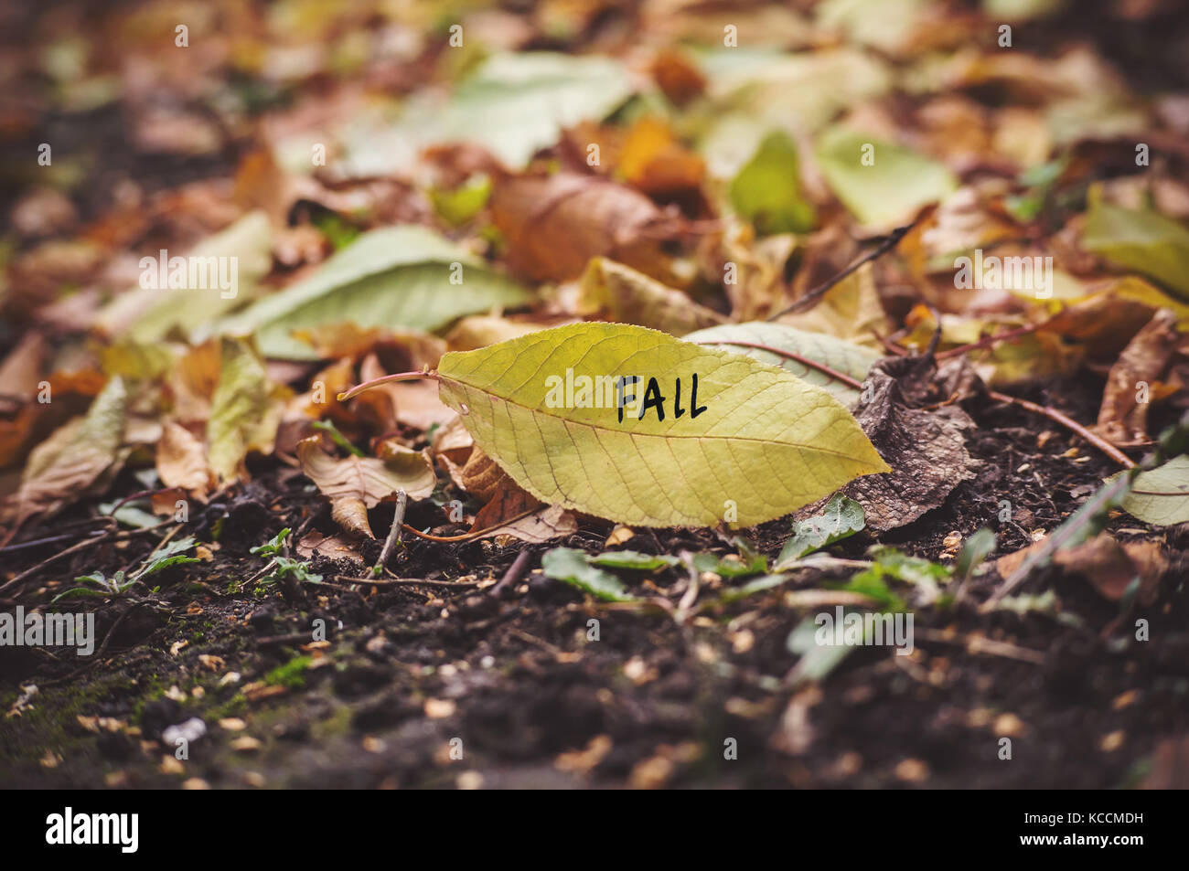 many yellow fallen leaves labeled fall. Fallen autumn leaves on the ...