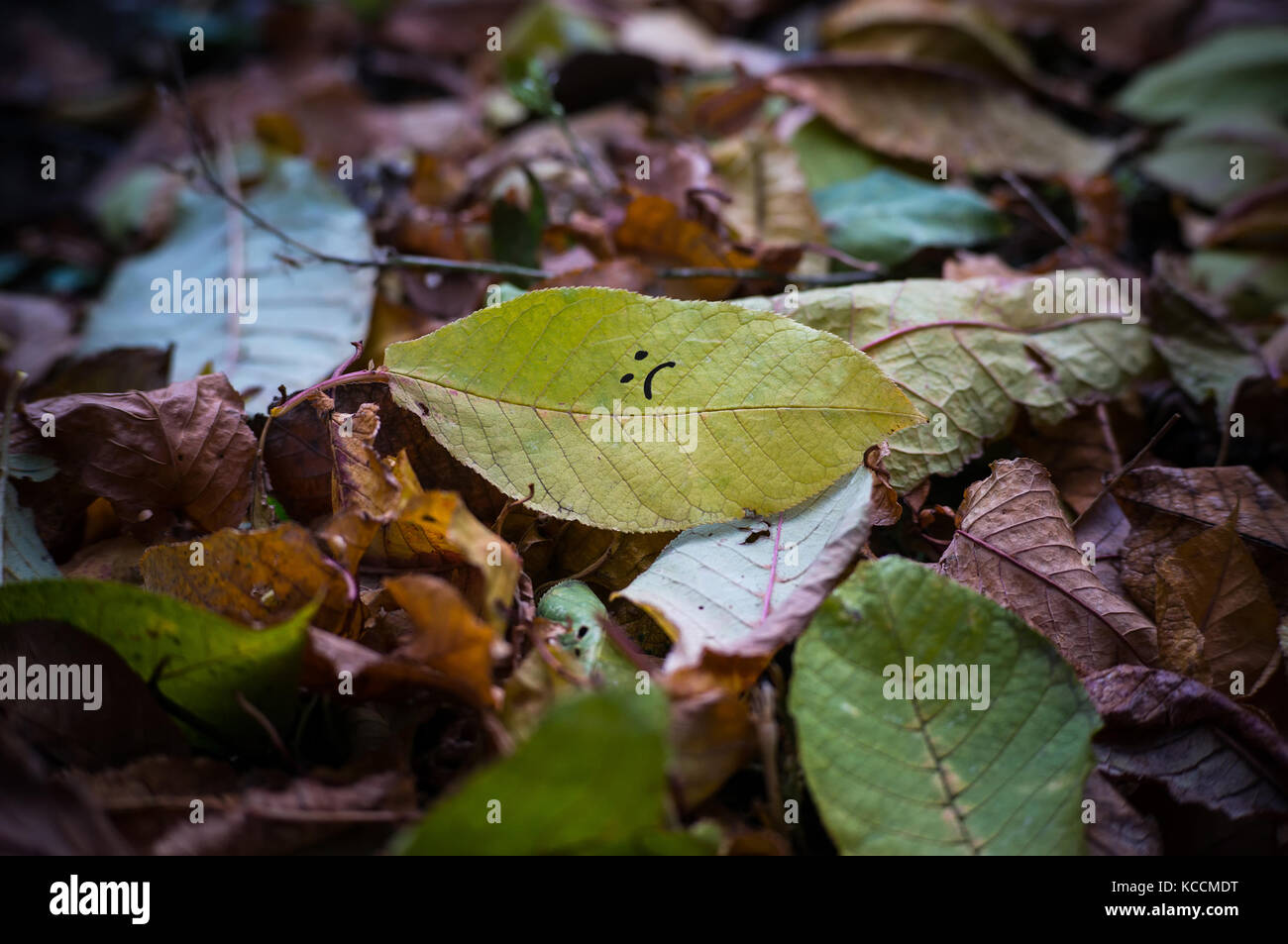 Autumn yellow leaf with a sad smiley in a heap of yellow leaves ...