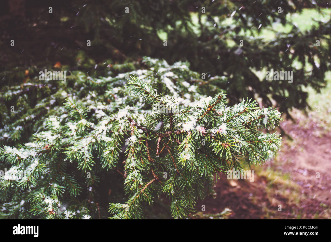 Spruce branches in the snow close-up. The first snow fall. Autumn ...