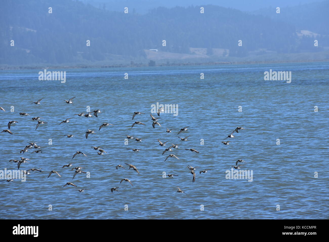Birds flying at ocean beach hi-res stock photography and images - Alamy