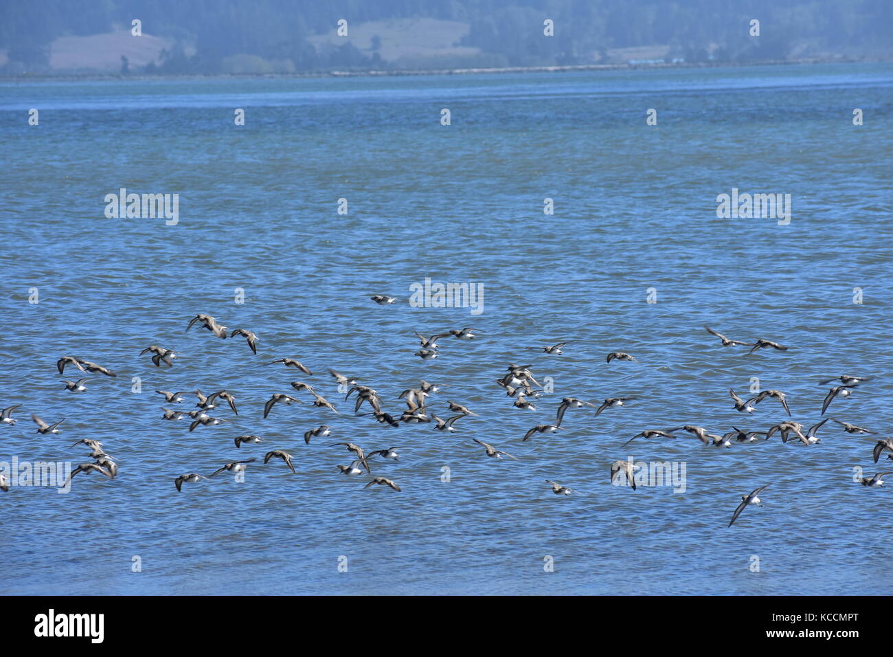 Unique wild birds hi-res stock photography and images - Alamy
