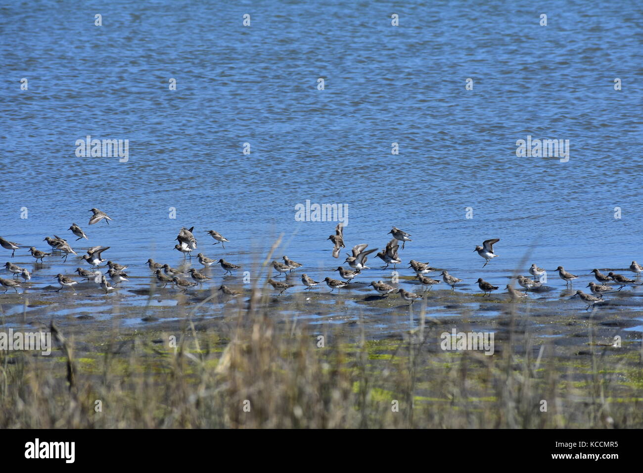 Birds on Sand Stock Photo - Alamy